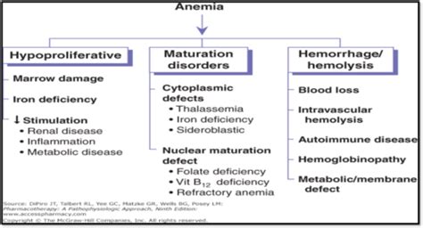 Anemia Flashcards Quizlet