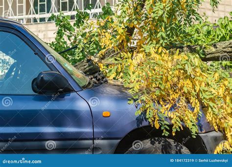 A Very Large Broken Tree Fell On A Car During A Hurricane Destruction After A Gale Accident