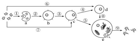 [题目]下图表示病原体侵入人体后机体发生的特异性免疫过程 请回答下列问题 1 图中所示的是 免疫过程 能识别抗原的是图中的 细胞 2 图中c是 细胞 ②表示 过程 ③过程中发挥作用的