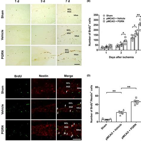Schematic Representation Of Experimental Design Cerebral Ischemia Was Download Scientific