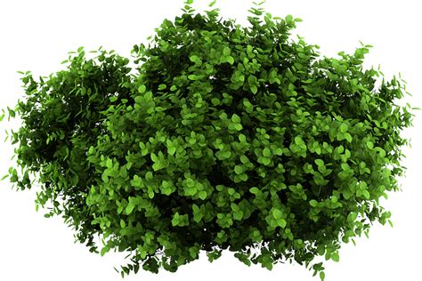 绿植png