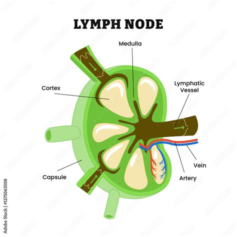 Lymph Node Structure Anatomy Labeled Cortex Medulla Lymphatic Vessel Capsule Vein Artery
