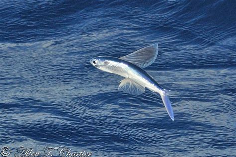 Atlantic Flyingfish Cheilopogon Melanurus Marine Life Identification