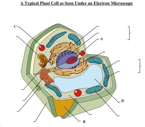 Biological Quiz On Cell Parts And Functions Proprofs Quiz