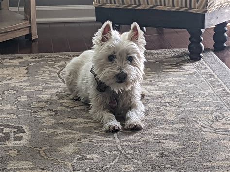 Joey Loves To Imitate The Sphinx Scrolller