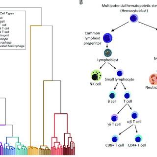 Unsupervised Hierarchical Clustering Of RNA Seq Data Reflects Download Scientific Diagram