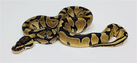 My Rescue Labeled As A “fancy Ball Python” Im Like 90 Sure Shes A