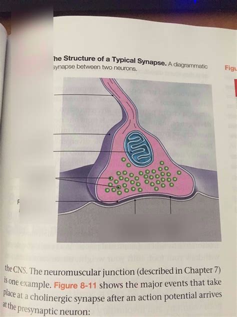 Synapse Between Two Neurons