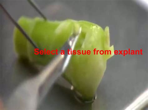 Tissue Culture Powerpointpresentation PPTX Gardening Home Garden