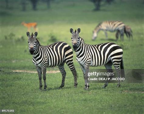 Grants Zebra Photos And Premium High Res Pictures Getty Images