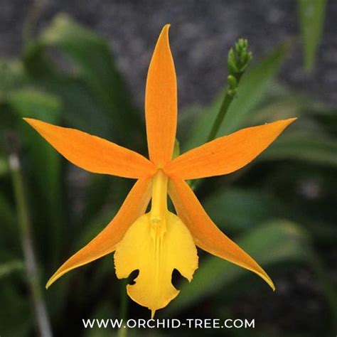 Epithechea Orange Blaze Orchid Plant Bs Orchid Tree