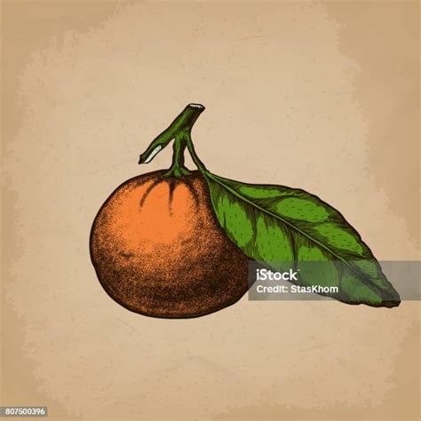 만다린 오렌지 잎 감귤 류의 분기 합니다 손으로 그린 식물 과일 지점 설정 및 감귤에 대한 스톡 벡터 아트 및 기타 이미지 감귤 감귤류 과일 건강한 생활방식 Istock