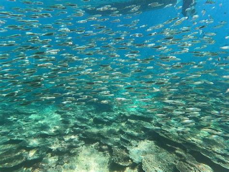 Coral သန္တာကျောက်တန်း များကို ခွာယူရောင်းချပါက ထောင်ဒဏ် ၁၀ နှစ် နှင့် ငွေဒဏ်သုံးသိန်း ကျခံရမည