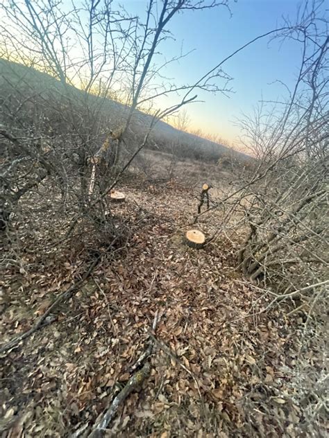 Сигнал за незаконна сеч Защити Гората