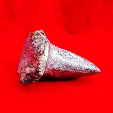 Pusaka Fosil Cula Paling Keramat Pusaka Dunia