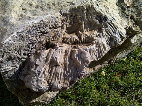 All About Plants And Planters Brain Coral Fossil In Limestone Rock
