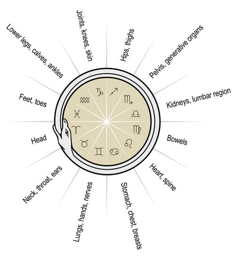 The Signs Of The Zodiac In The Human Body