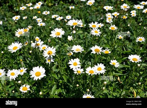 White Summer Flowers Of Shasta Daisy Leucanthemum Superbum Uk Garden