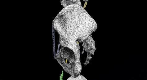 Pelvis Types Hip Bone Labelled Detailed 3d Model Blender Market
