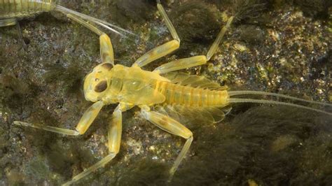 Welcome To The Leaf Pack Network Leaf Pack Network