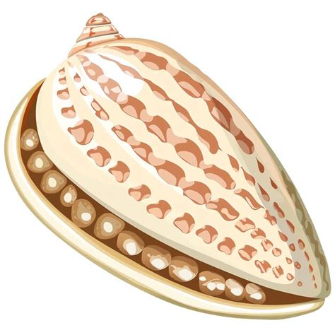 Premium Psd Cowrie Shell Indian Illustration