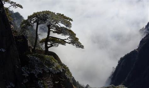 風景圖集安徽黃山奇松 每日頭條