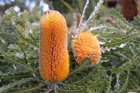 Ashbys Banksia Banksia Ashbyi Aloha Tropicals