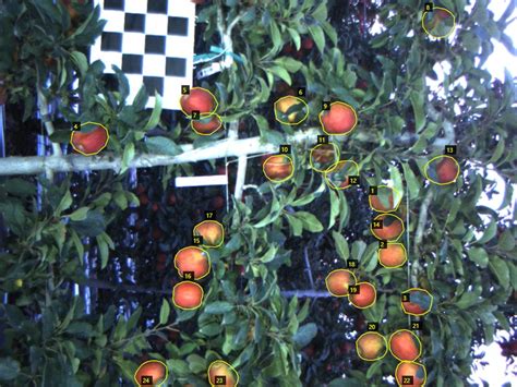 Apple Images Annotated With Polygon Annotations Download Scientific Diagram