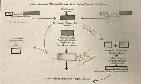 Female Reproductive Hormones Diagram