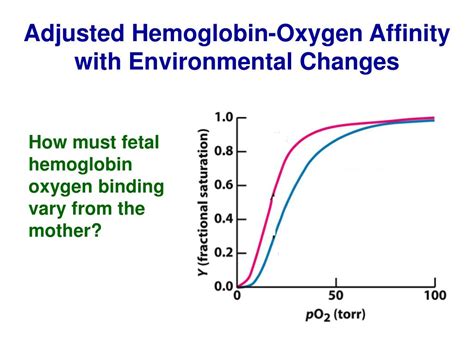 Ppt Chapter 9 Hemoglobin An Allosteric Protein Powerpoint Presentation Id 2965139