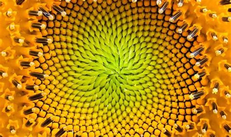 The Beauty Of Patterns Discovering The Fascinating World Of Ib Math Sequences And Series