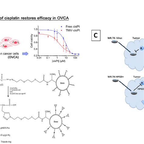 Schematic Representation Of The Different Types Of Liposomal Drug