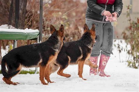 Немецкая овчарка щенки продажа
