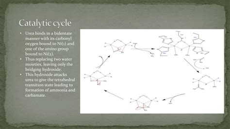 Urease Enzyme And Its Catalytic Cycle Pptx