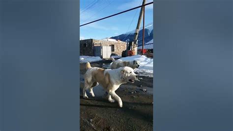 თათია თოლია Youtube