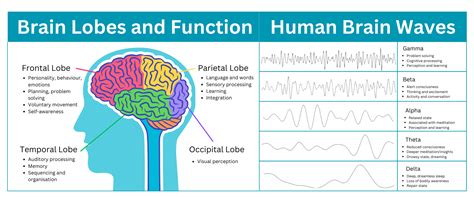 Qeeg Brain Mapping Assessment — Brain Care Psychology And Neurotherapy