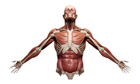 Download Ai Generated Human Body Royalty Free Stock Illustration Image Pixabay