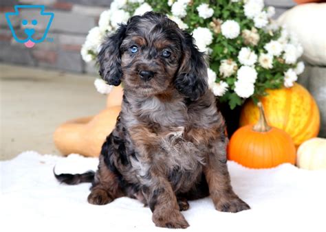 Arnie Cockapoo Puppy For Sale Keystone Puppies