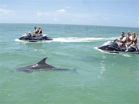 Wild Encounters Best Emerald Coast Wildlife Excursions For Large