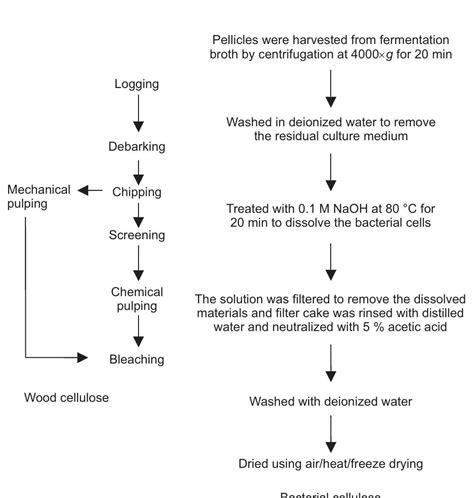 Comparison Of Typical Pulping Processes For Purification Of