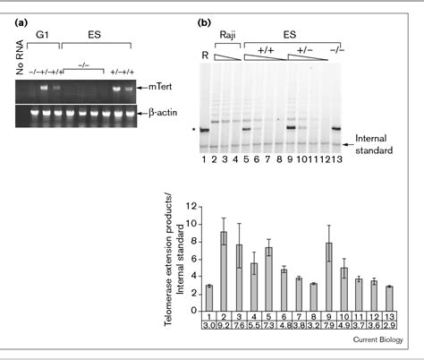 Figure 1 From The Telomerase Reverse Transcriptase Is Limiting And Necessary For Telomerase