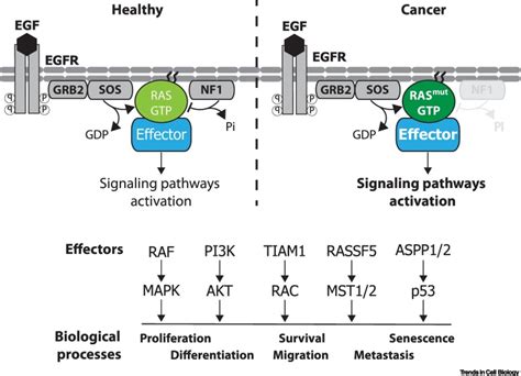 Glucocorticoid Receptor And Ras An Unexpected Couple In Cancer Trends