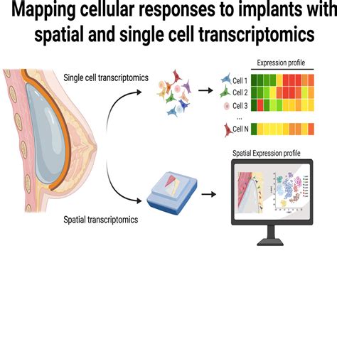 Spatial And Single Cell Transcriptomics Unravel The Complex Interplay Between The Body And