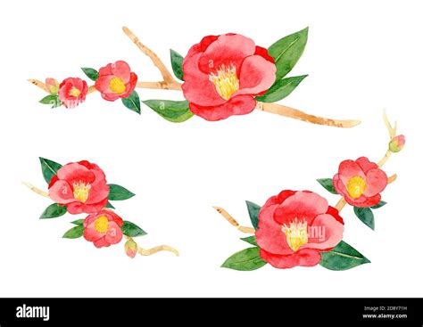 Red Camellia Japonica Flower And Leaves Isolated On White Background
