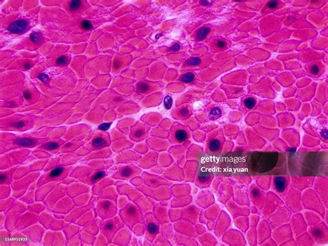 Smooth Muscle Cross Section Smooth Muscle Fiber Cross Section Stock