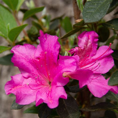 Echo® Augusta Echo® Azalea Rhododendron X Rutrhod1 Servescape