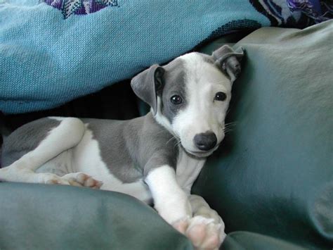 44 Best Greyhound Puppies Images On Pinterest Greyhounds Greyhound