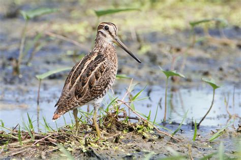 Pintail Snipe Gallinago Stenura
