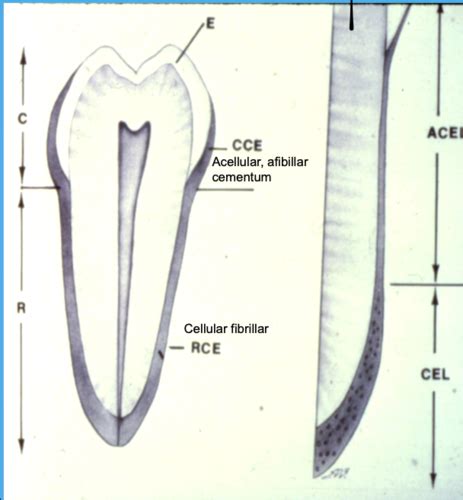 Craniofacial Cementum Flashcards Quizlet