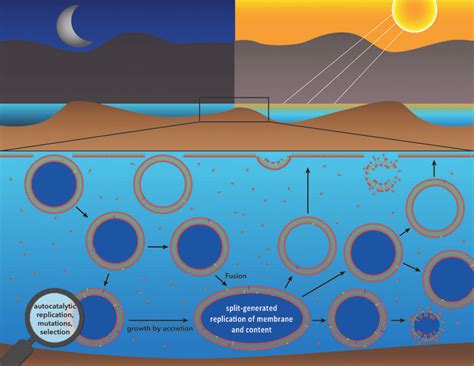 Self Sustained Darwinian Evolution Of Liposomes Driven By Solar Uv Download Scientific Diagram